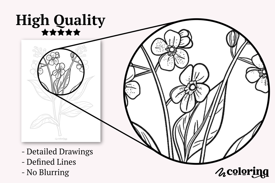 🌸 Early Bloomers Coloring Book: 21 Premium Coloring Pages